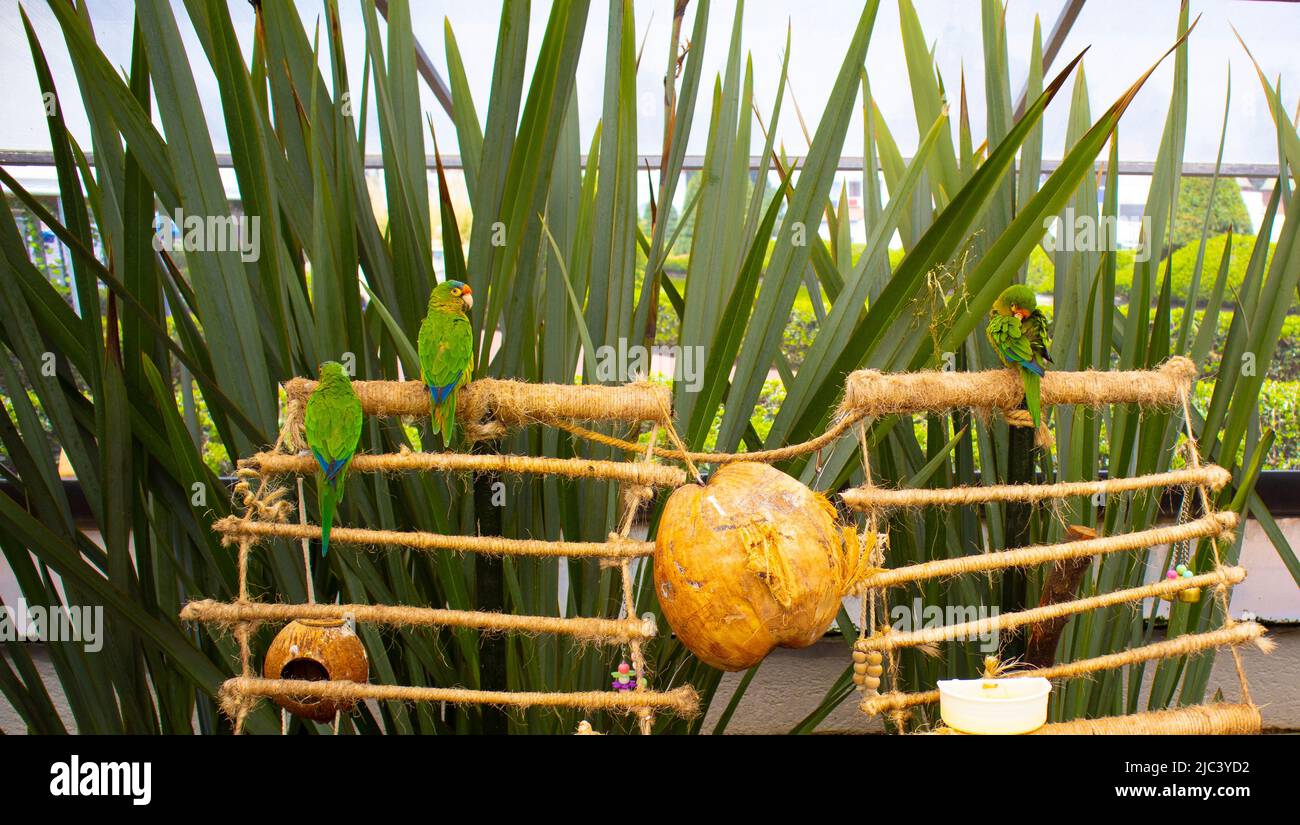 birds parrots parakeets enjoying the summer in the garden Stock Photo ...