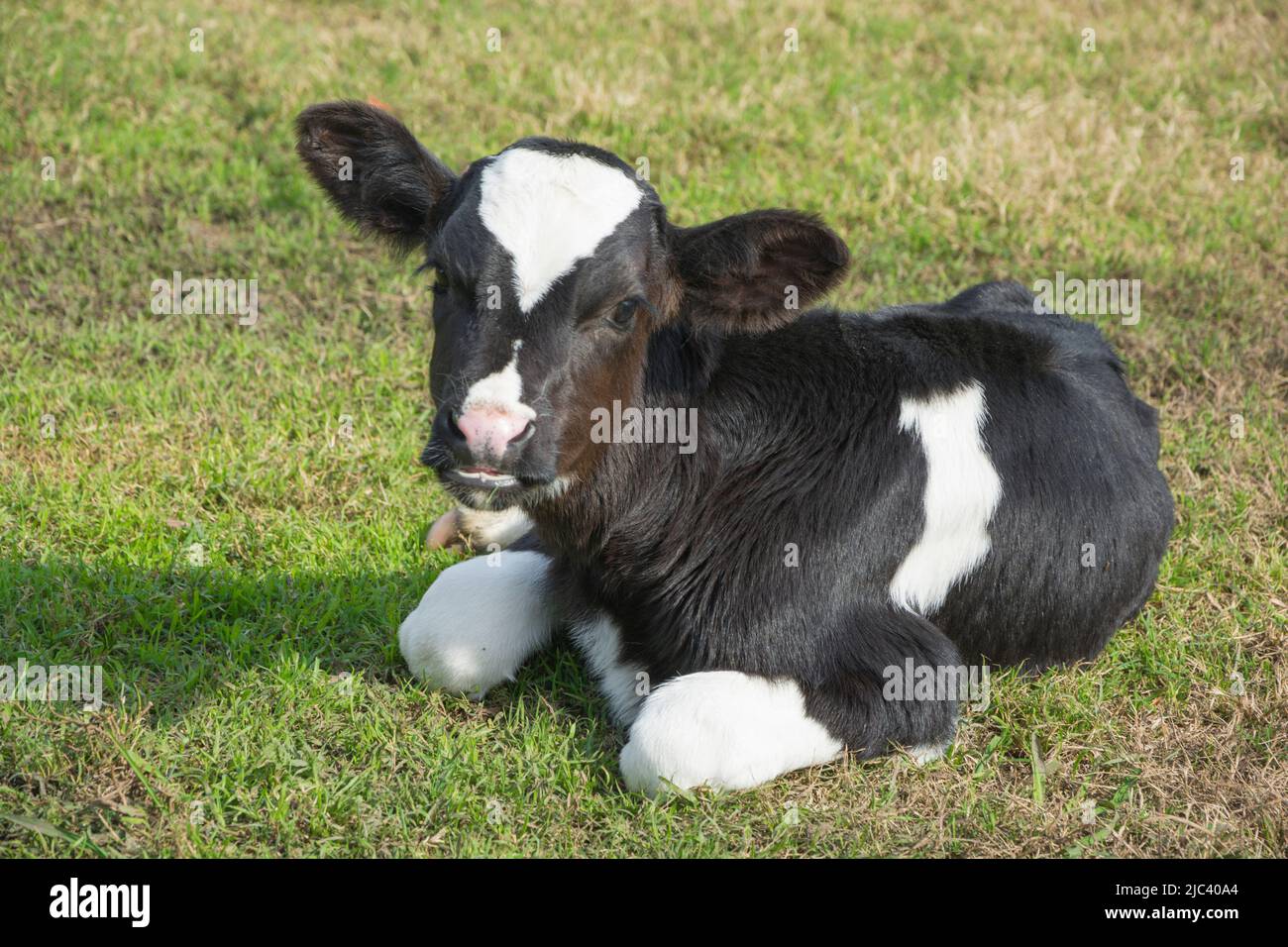 Holstein cows calf hi-res stock photography and images - Alamy