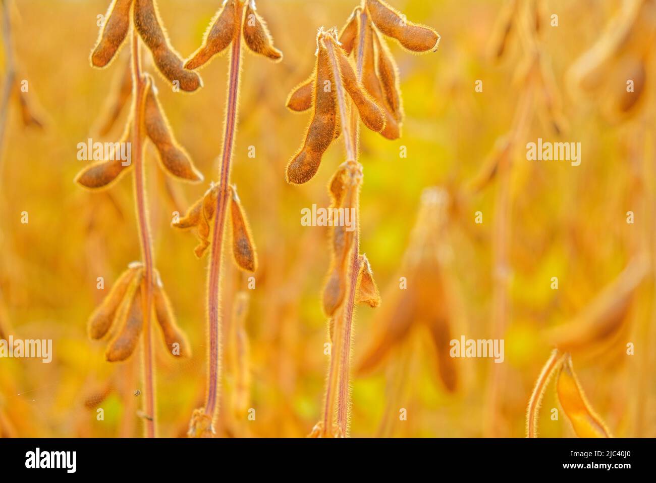 Soybean crop.ripe soybeans close-up in the rays of the sun.Agriculture ...