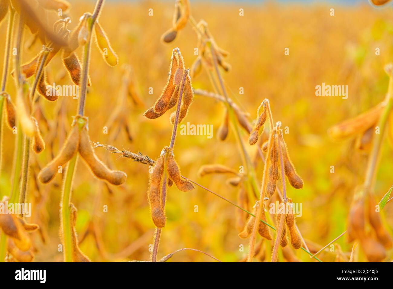 Soybean crop.Pods of ripe soybeans.Agriculture and farming.Growing ...