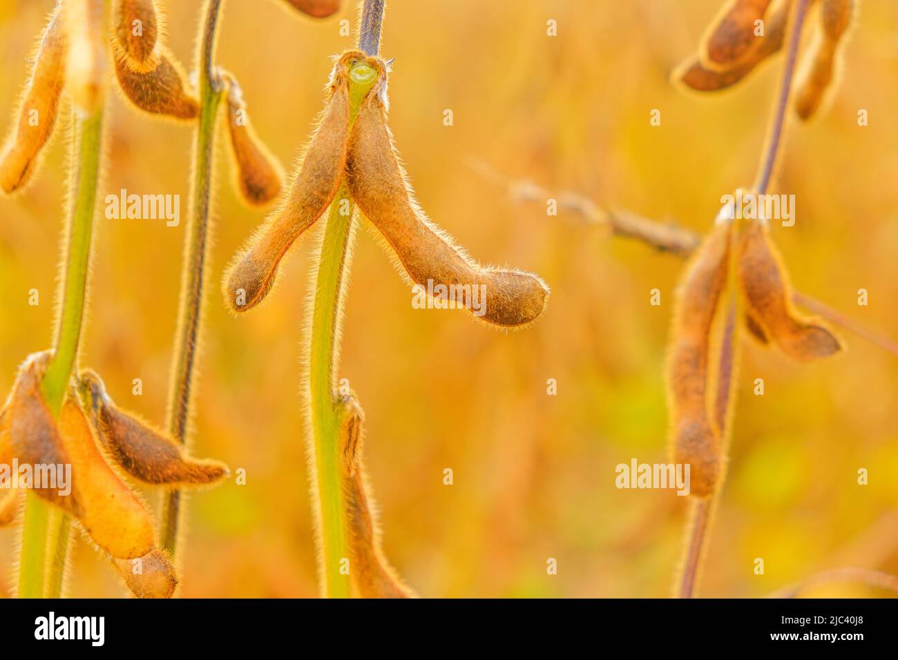 Soybean crop.Pods of ripe soybeans .Agriculture and farming.Growing ...