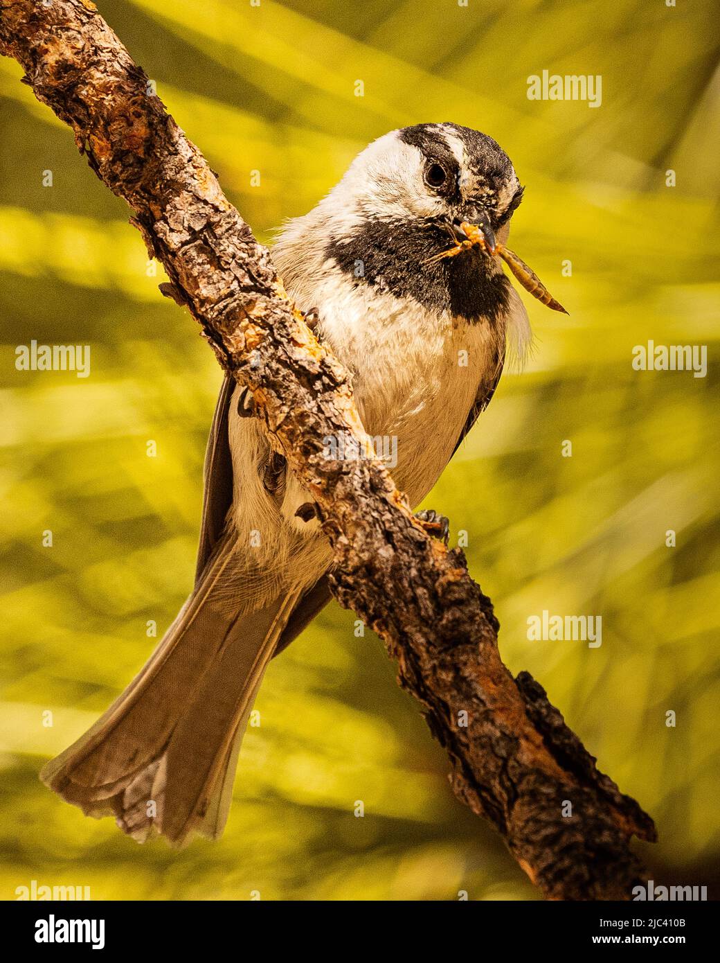 Mountain Chickadee with a large insect preparing to feed its young ...