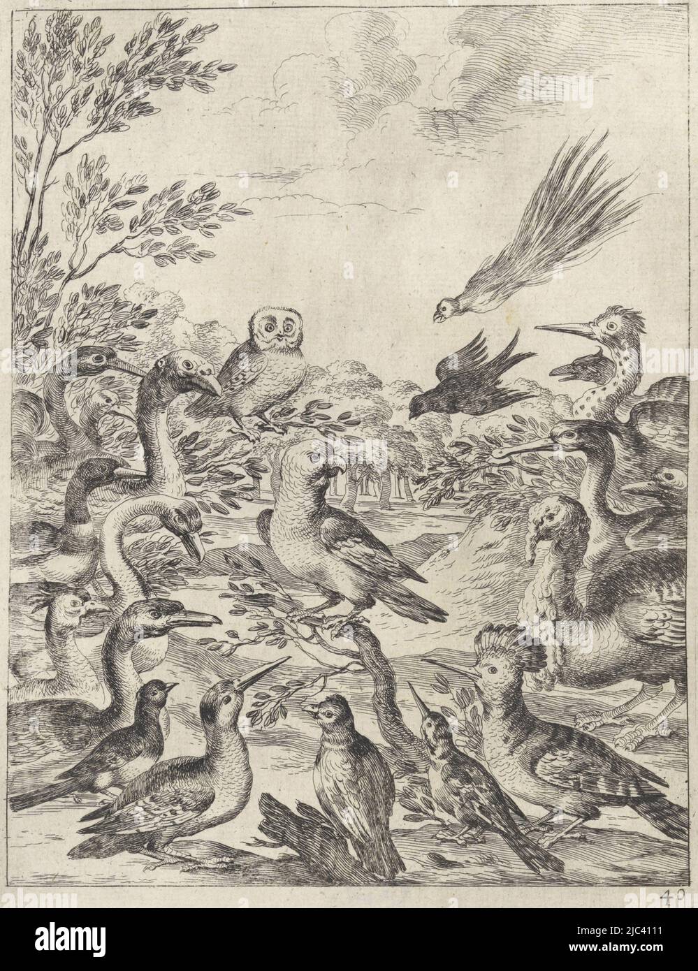 Fable Sparrow Drawing