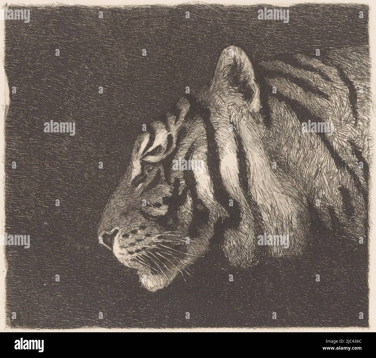 Tiger head, print maker: August Le Gras, 1874 - 1886, paper, etching, h ...