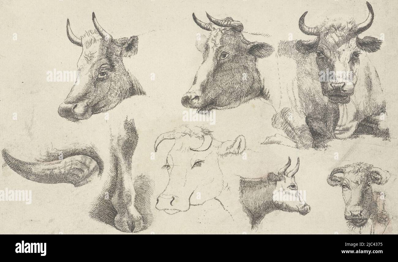 Study sheet with heads of cows, shown in various positions. On the left ...