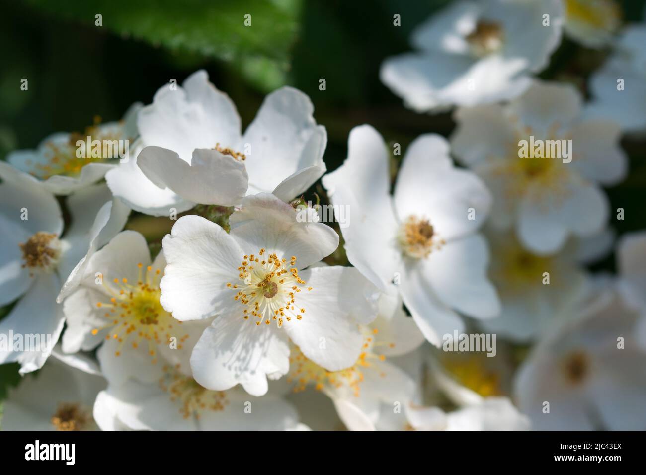 Multiflora rose hi-res stock photography and images - Alamy