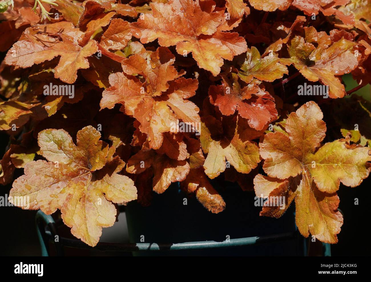 Golden leaves glowing in sun hi-res stock photography and images - Alamy