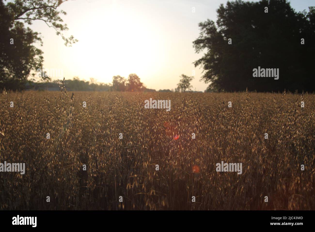 Farming the South Alabama (wheat Stock Photo - Alamy