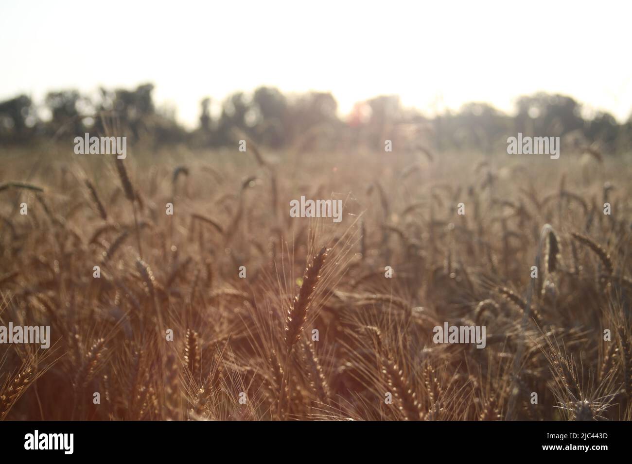 Farming the South Alabama (wheat Stock Photo - Alamy