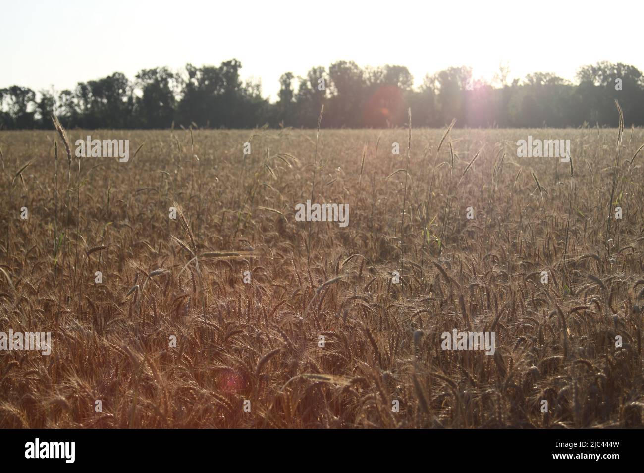 Farming the South Alabama (wheat Stock Photo - Alamy