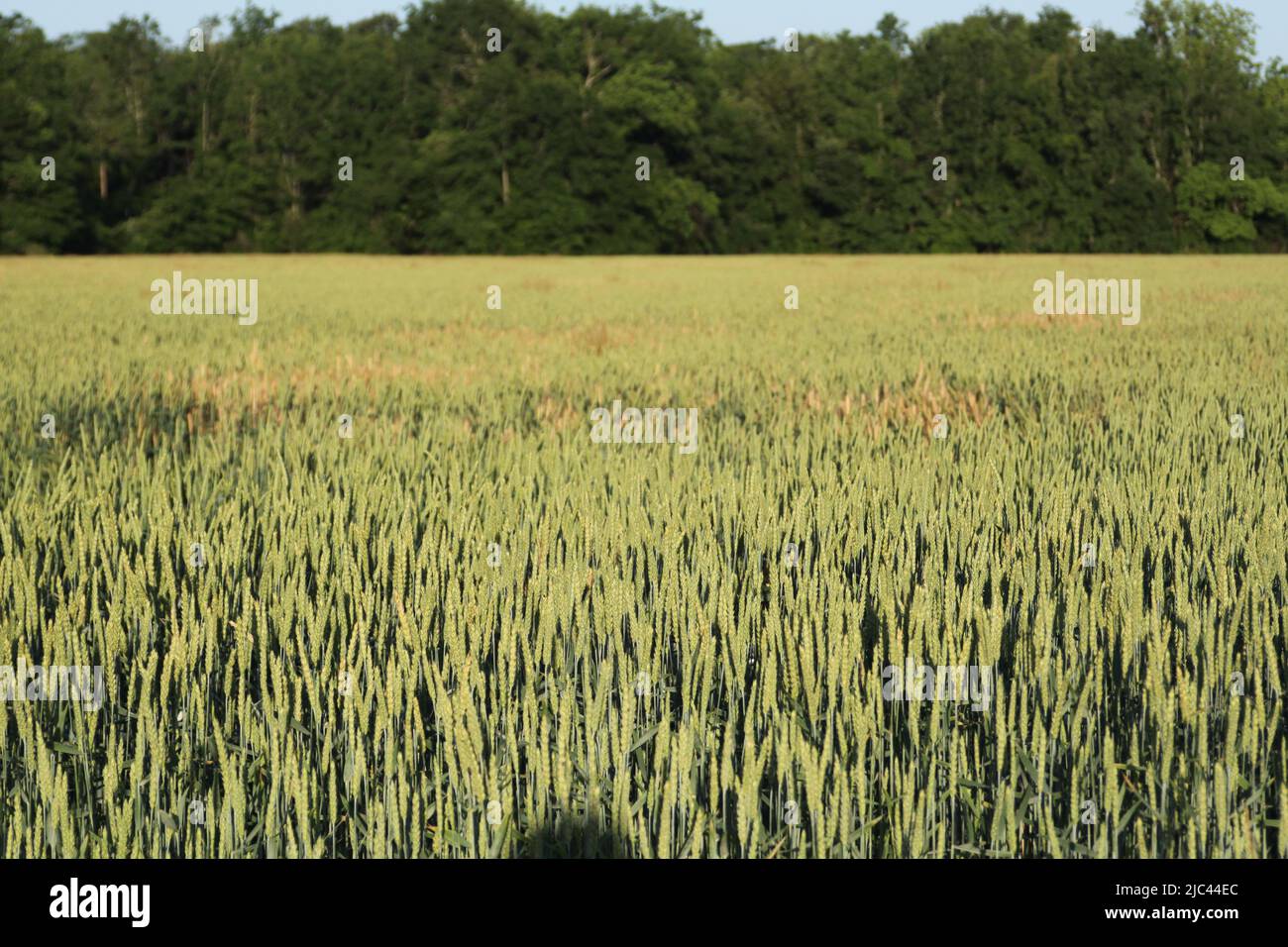 Farming the South Alabama (wheat Stock Photo - Alamy