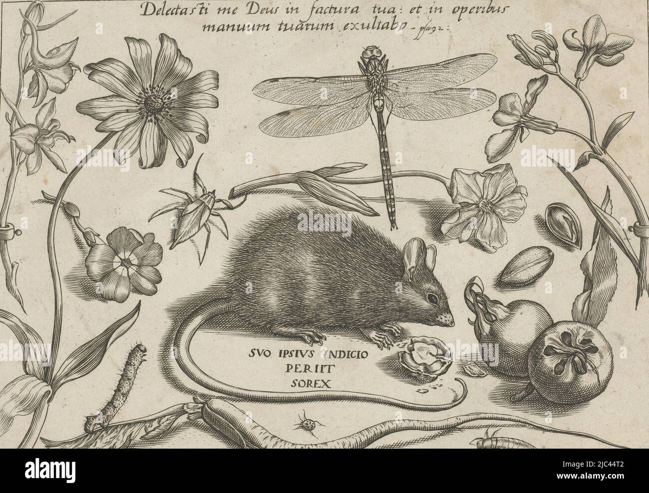 Rat insects hi-res stock photography and images - Alamy