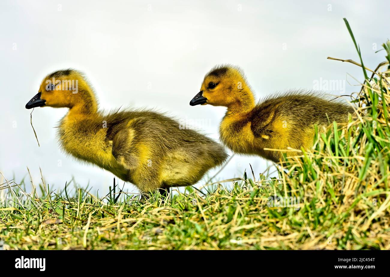 A pair of Canada Goose "Branta canadensis", goslings out for a walk ...