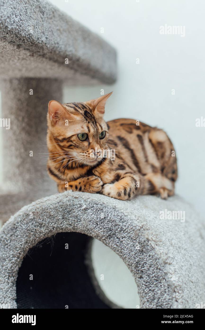 Young cute bengal cat laying on a soft cat's shelf of a cat's house ...