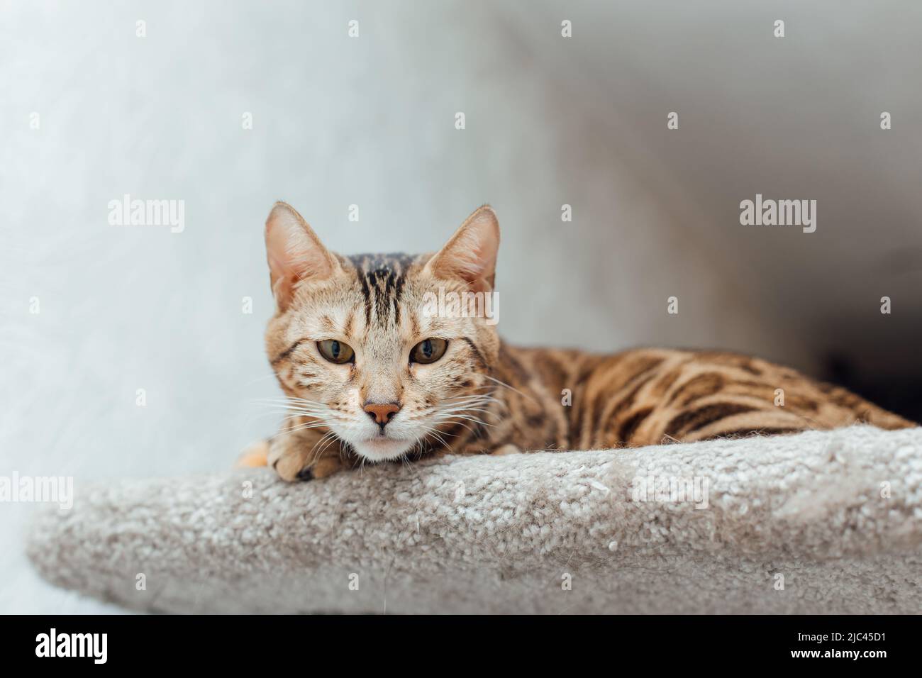 Young cute bengal cat laying on a soft cat's shelf of a cat's house ...