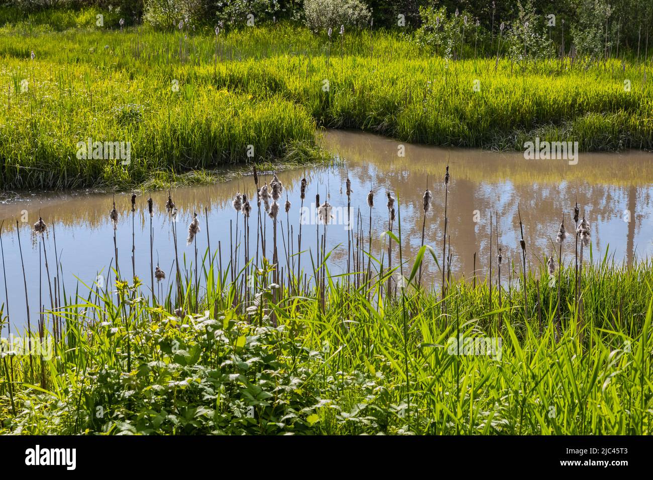 Riverside wetland hi-res stock photography and images - Alamy