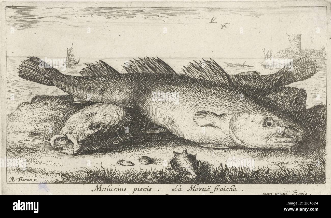 Le moru fraiche hi-res stock photography and images - Alamy