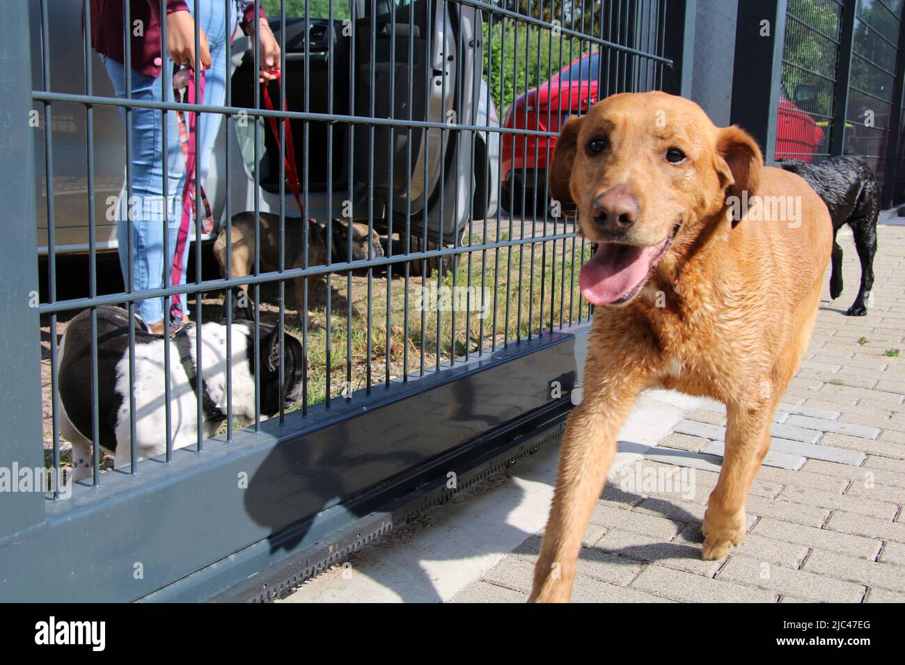 Kleinblittersdorf, Germany. 03rd June, 2022. A dog runs along a grate ...