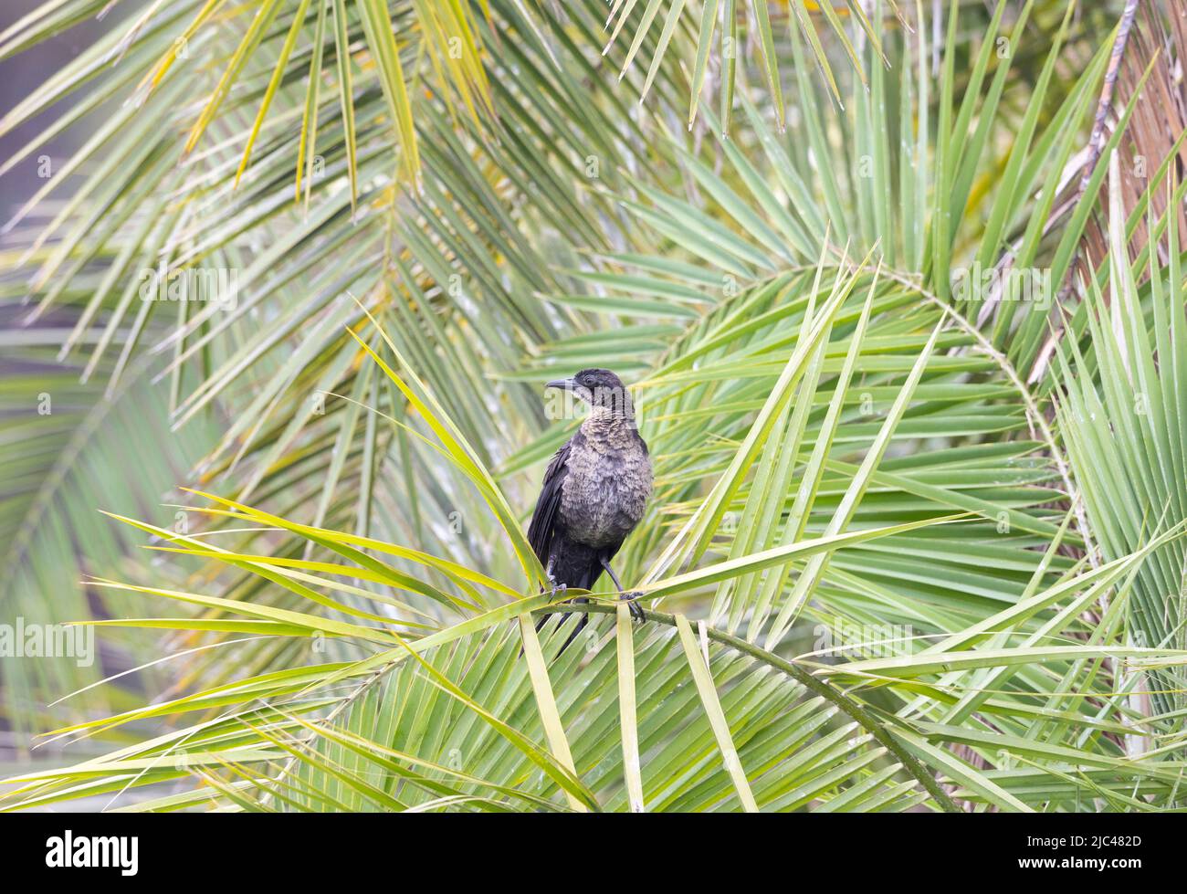Juvenile grackle hi-res stock photography and images - Alamy