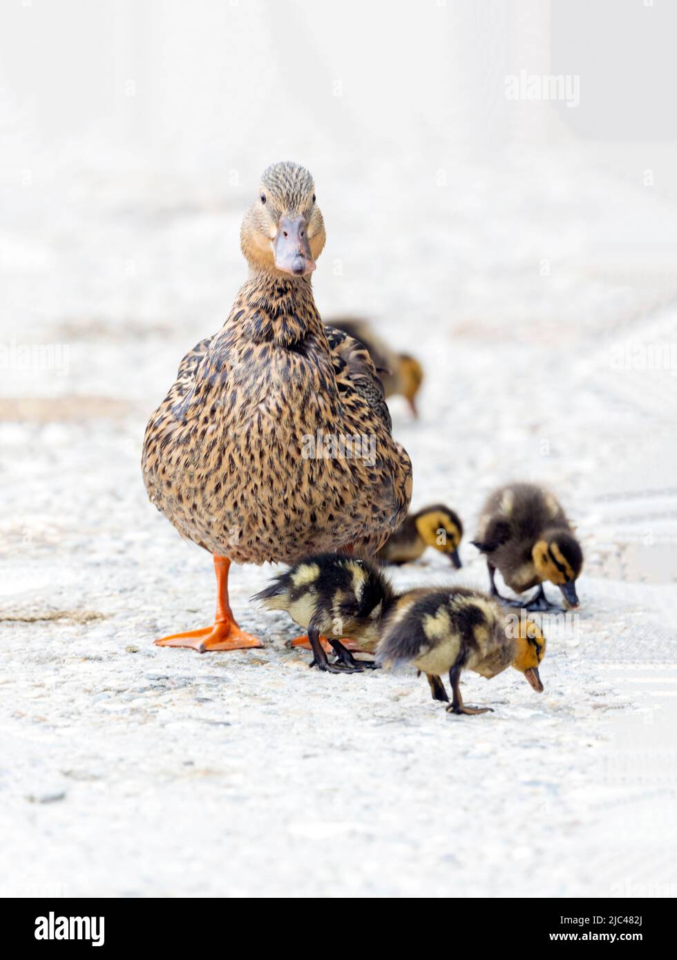 Mallard hen hi-res stock photography and images - Alamy
