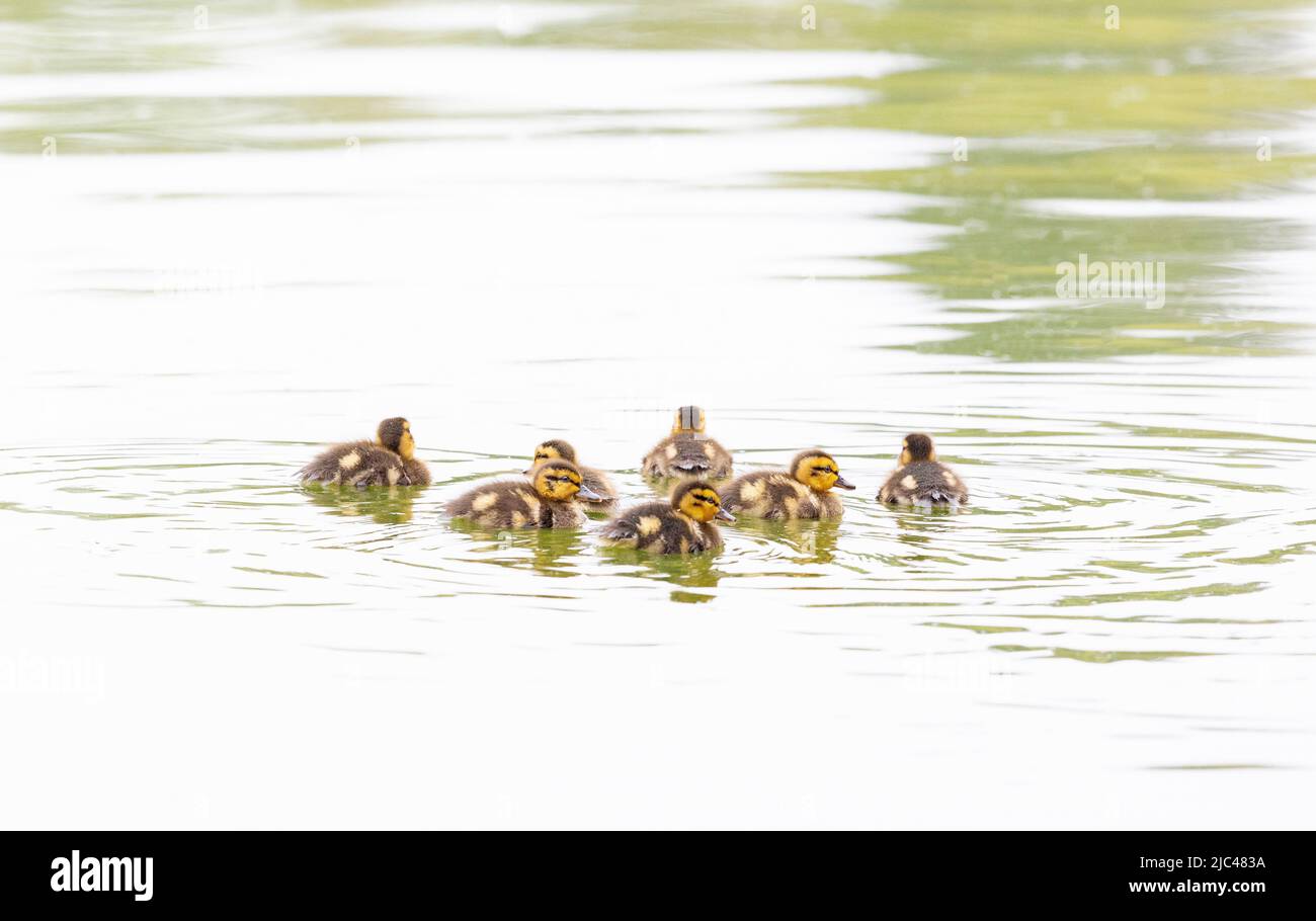 Seven ducklings hi-res stock photography and images - Alamy