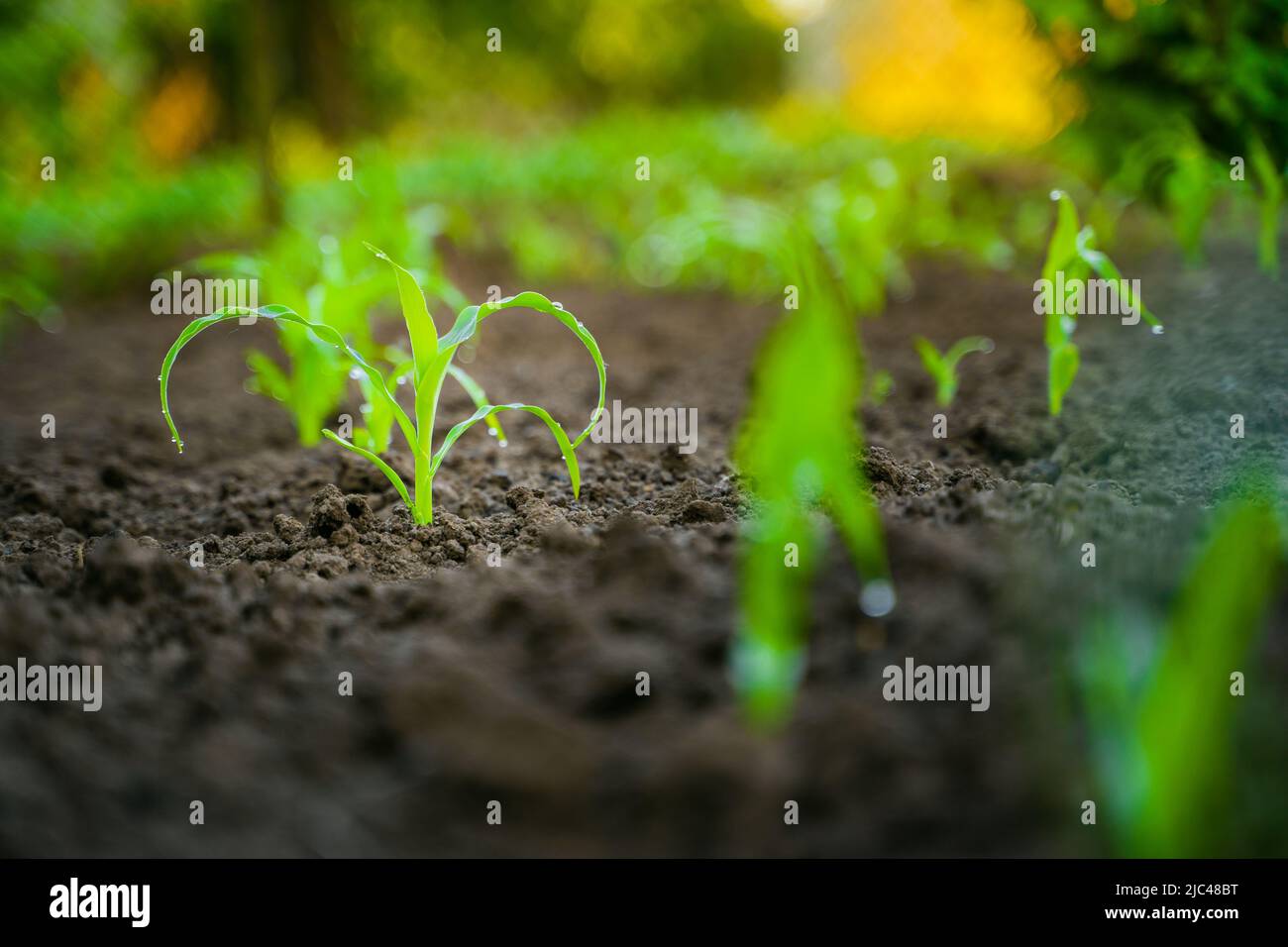 Garden bed with growing young corn sprouts Stock Photo - Alamy