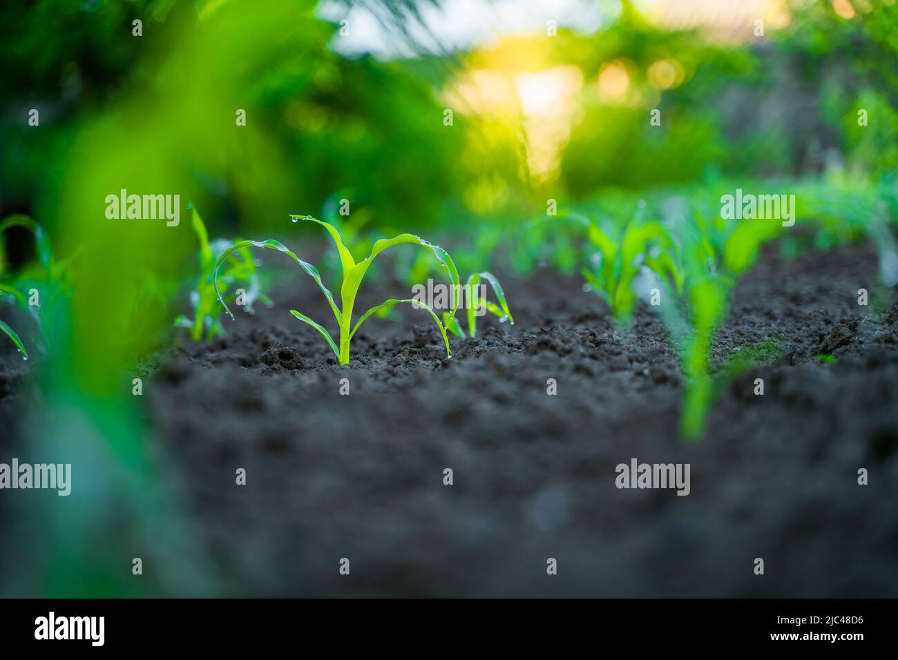 Morning rays of the sun on a bed with growing young corn. Garden bed ...