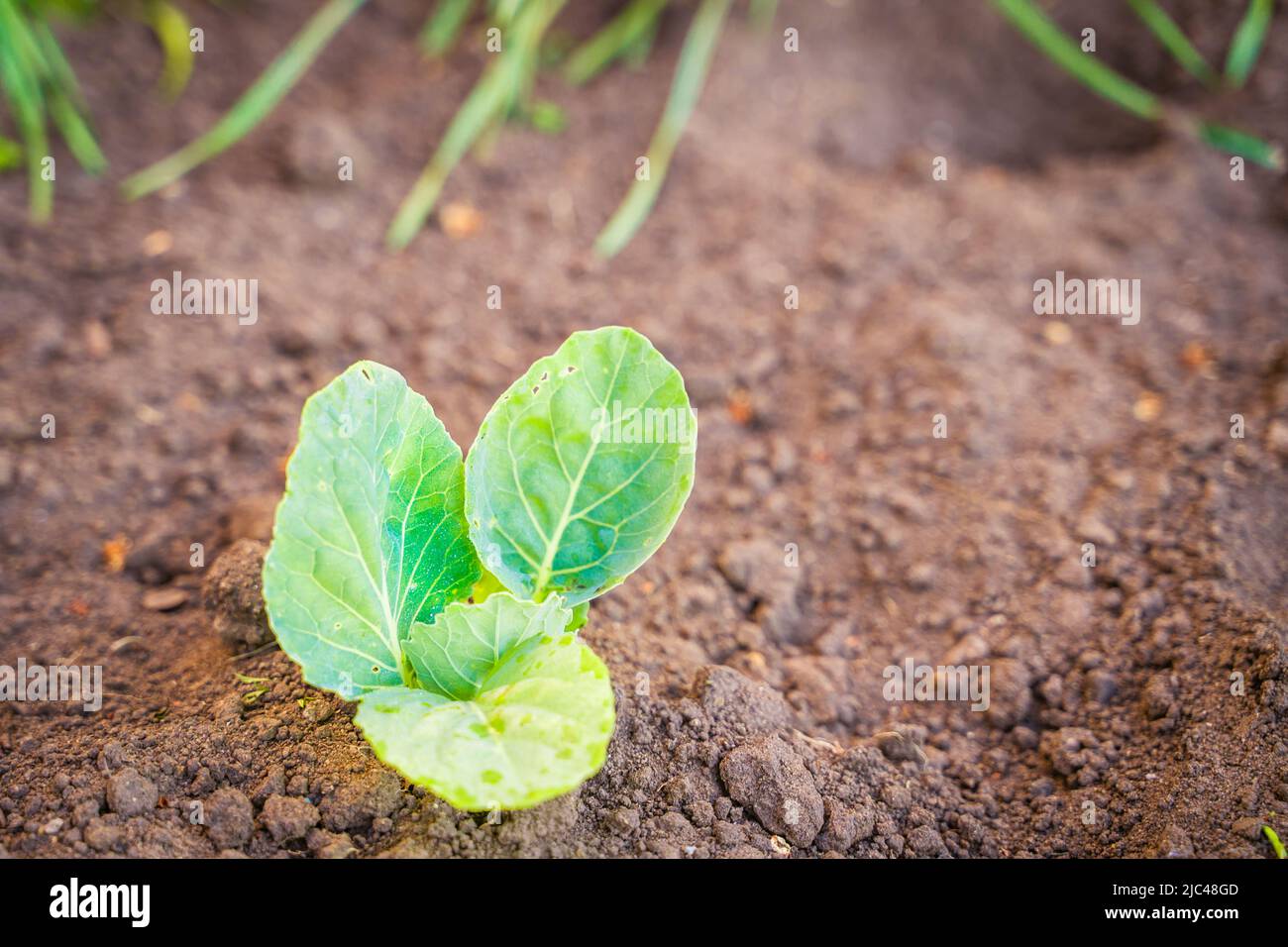 A young seedling of white cabbage with saturated green leaves close-up ...