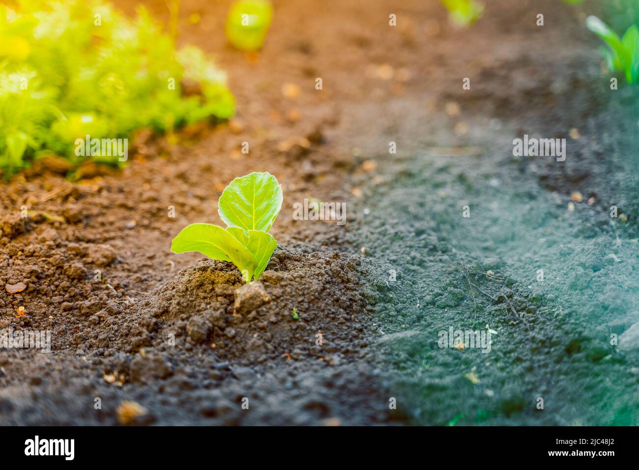 Beautiful young seedling of cabbage close-up in the ground Stock Photo ...