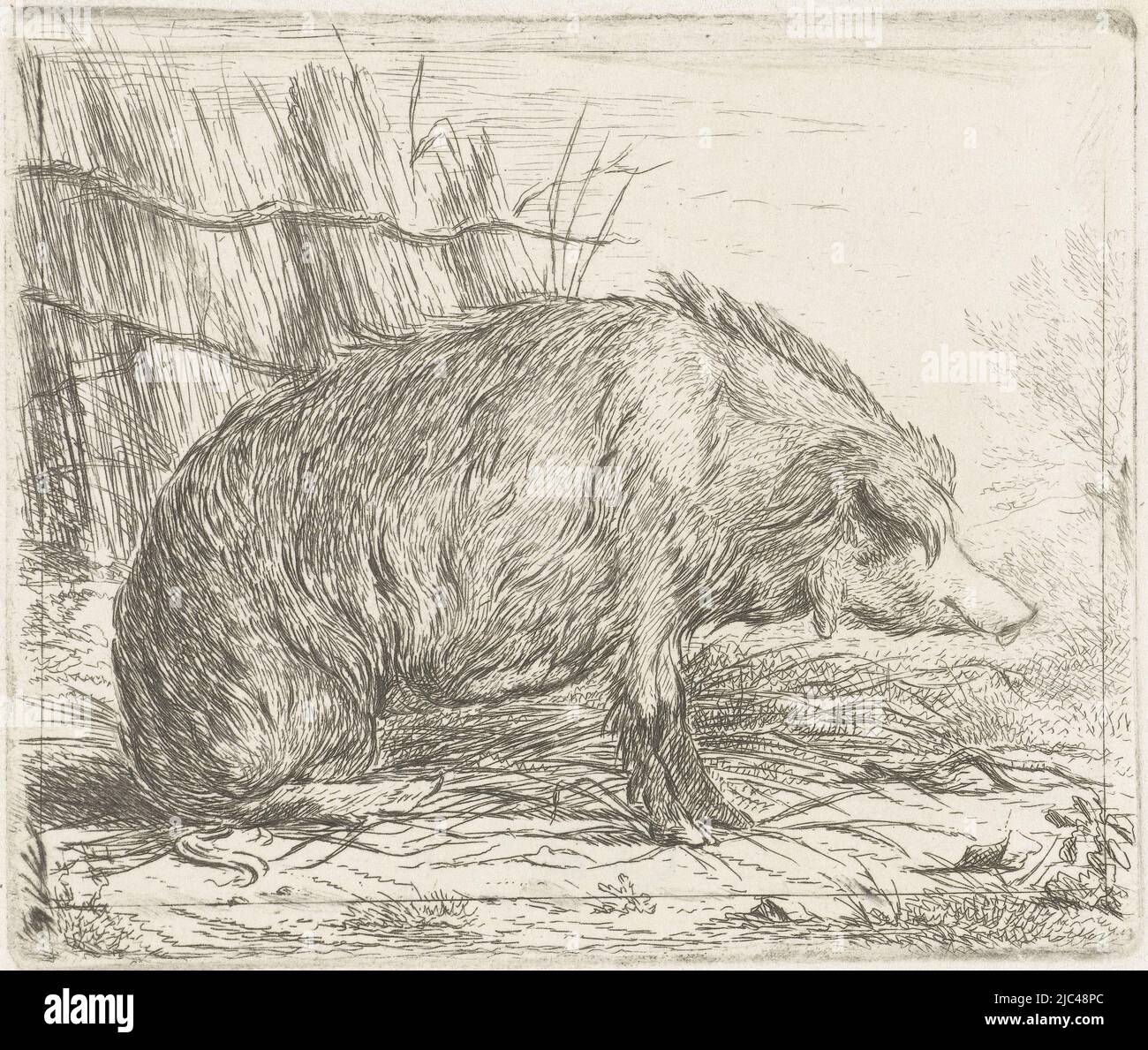Sitting wild boar, print maker: Jacobus Cornelis Gaal, intermediary ...