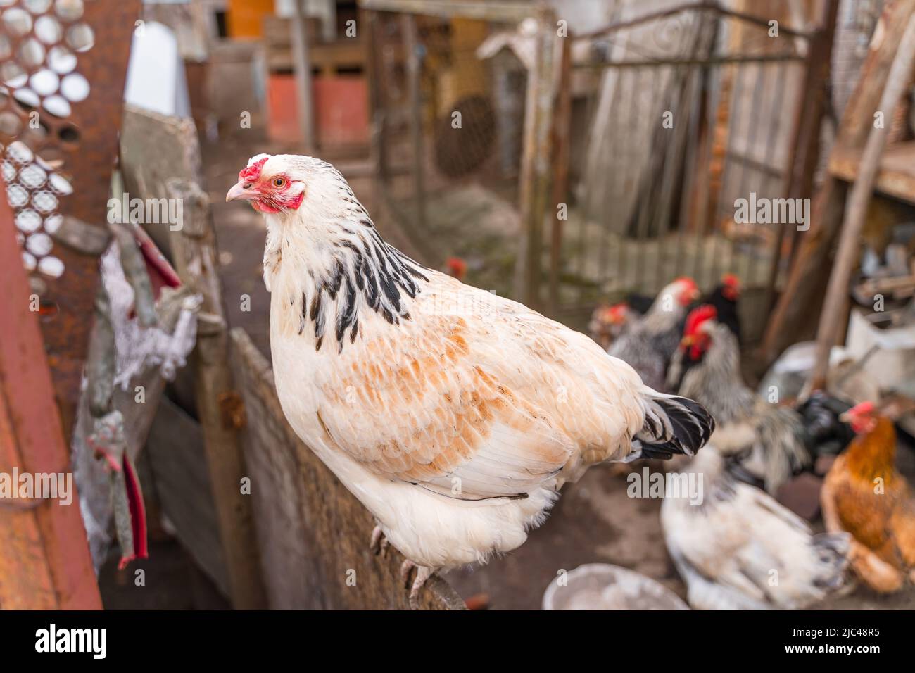 A beautiful white chicken sits on a fence close-up against the ...