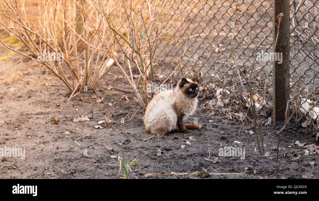 A beautiful Siamese kitten with blue eyes sits on the ground, scared ...