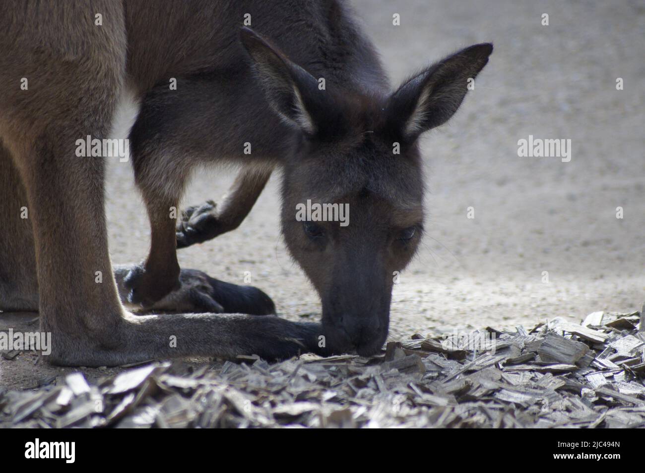 Sydney, Australia. 19th May, 2022. A kangaroo at the Wild Life Sydney ...