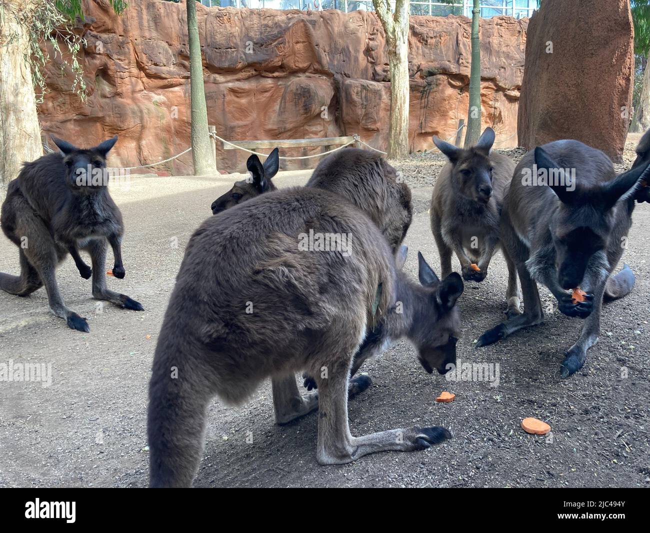 Sydney, Australia. 19th May, 2022. The kangaroo gang eats southern ...