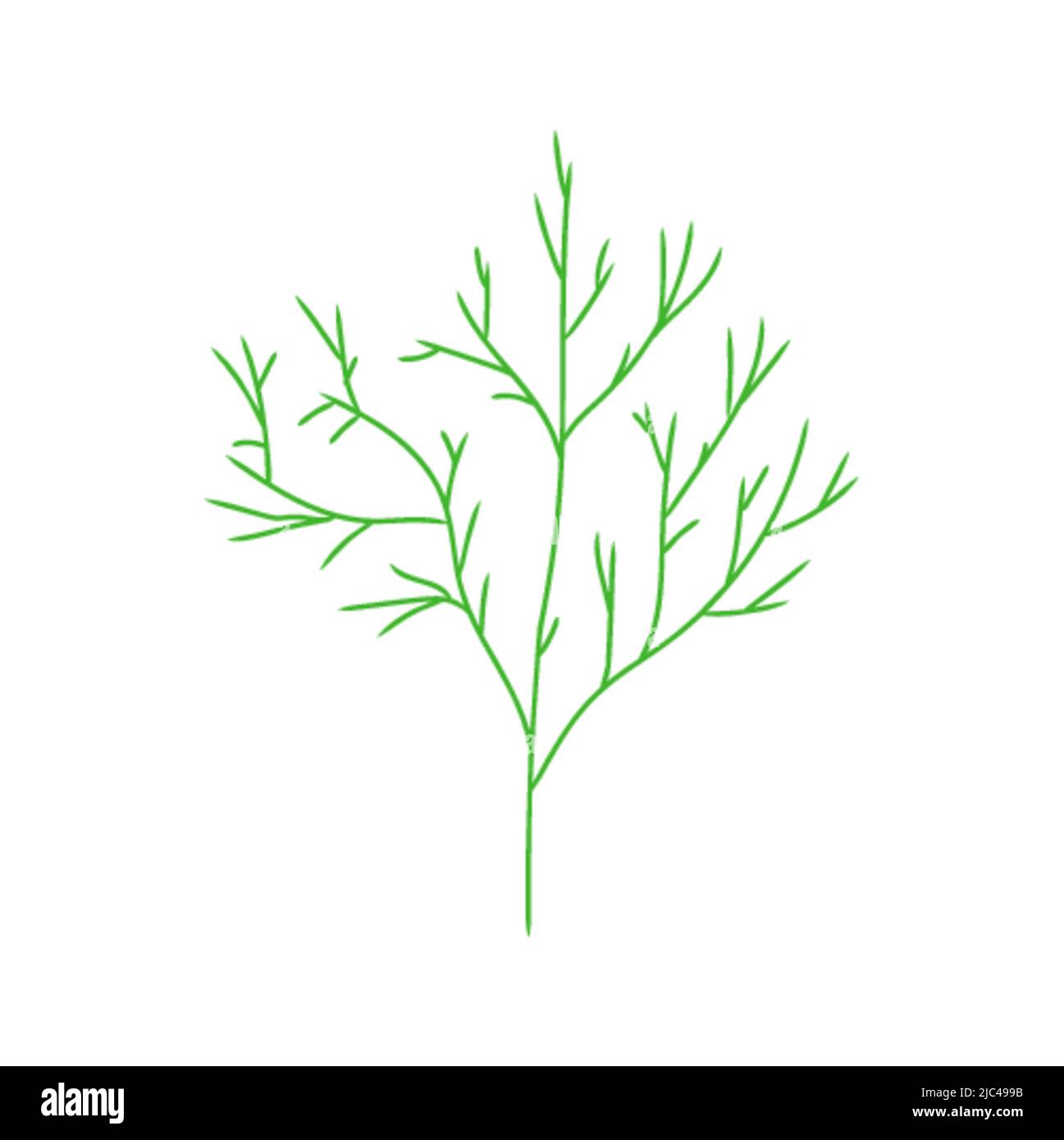 Dill isolated. spicy herb for food. dill branch Vector illustration ...
