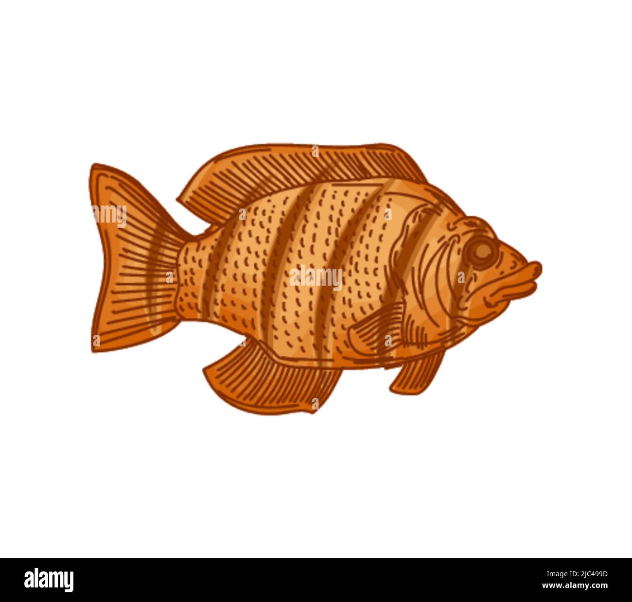 Fried fish isolated. fried perch Vector illustration Stock Vector Image ...