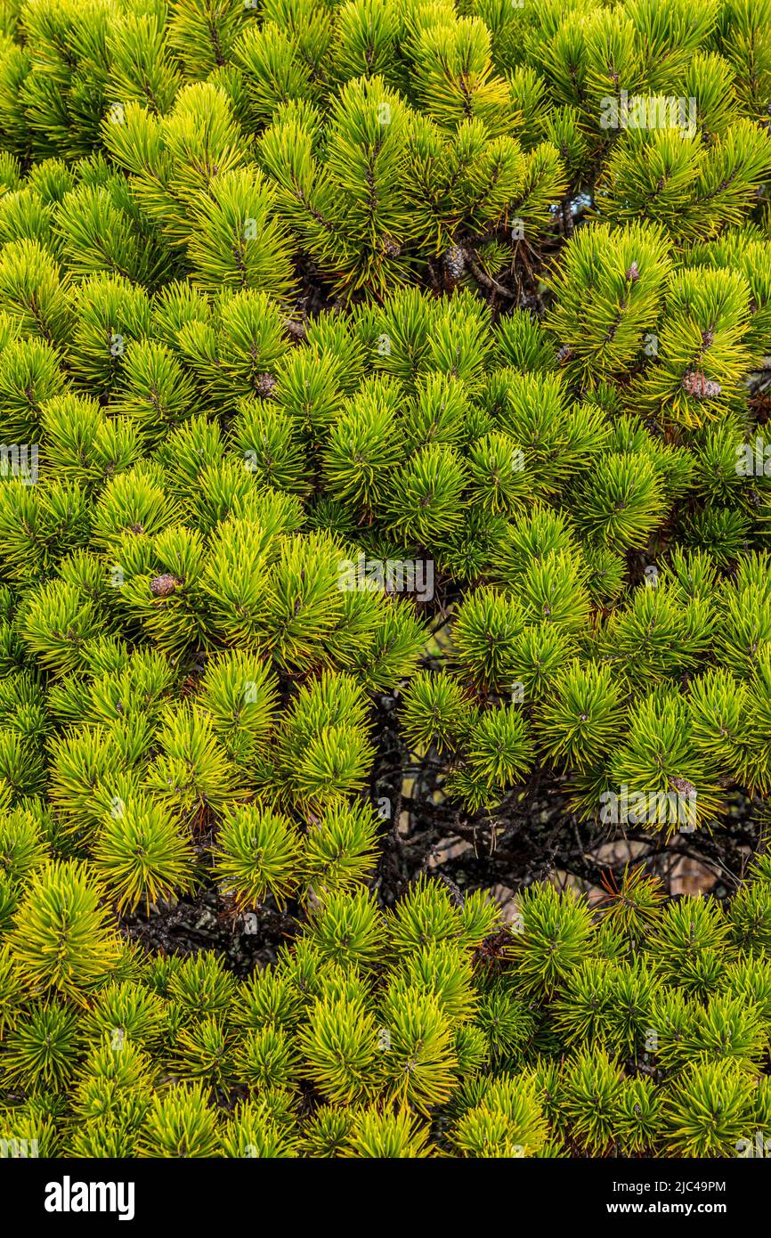 Closeup of the needles atop a shorepine tree in Shorepine Bog, Pacific ...