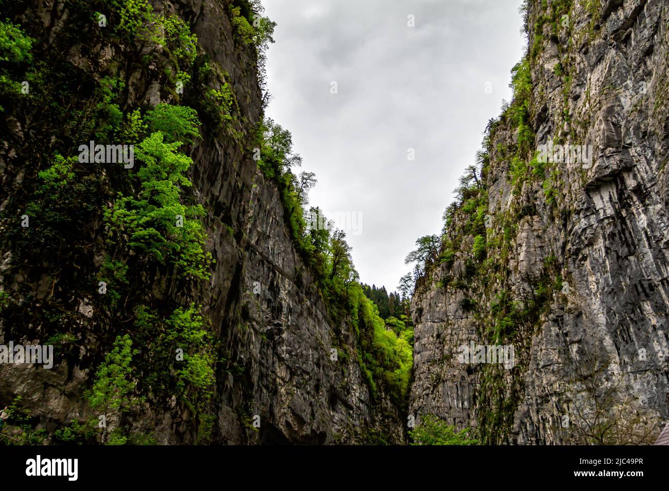 Rocky mountain gorge covered with trees Stock Photo - Alamy