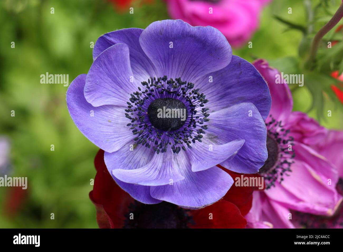 The pretty flower of an Anemone plant growing in a cottage garden in ...