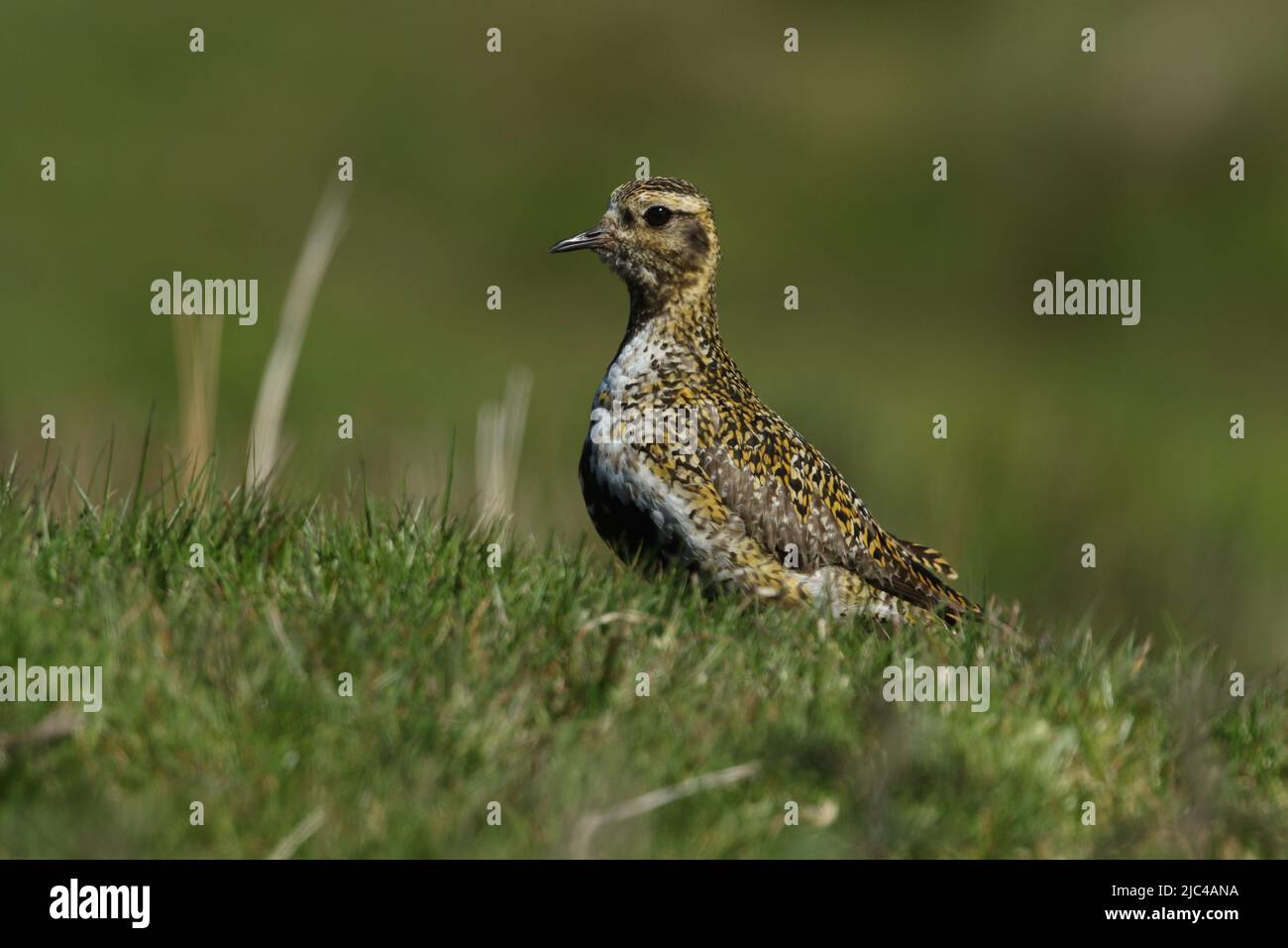 A magnificent Golden Plover, Pluvialis apricaria, breeding in the moors ...