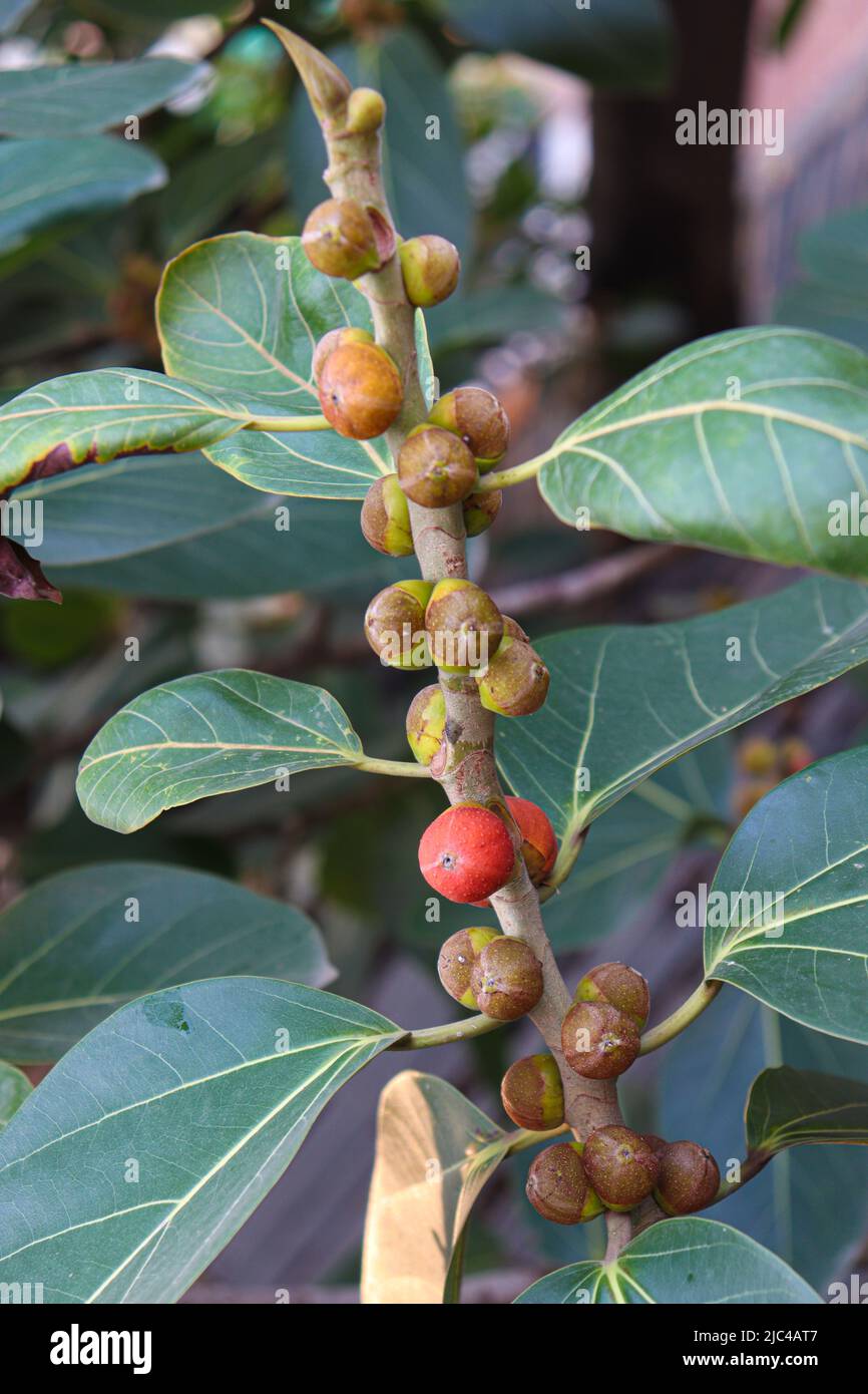 red colored banyan fruit on tree in garden for animal food Stock Photo ...