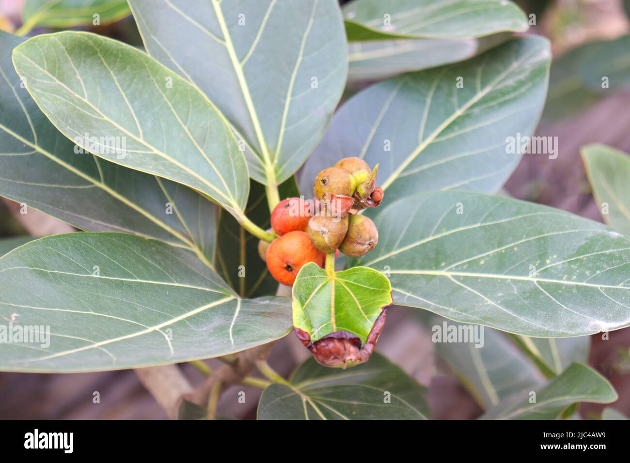 red colored banyan fruit on tree in garden for animal food Stock Photo ...