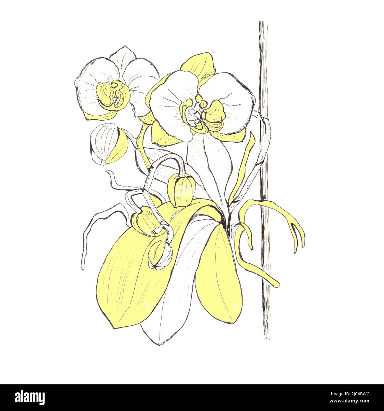 Hand drawing orchid flower hi-res stock photography and images - Alamy