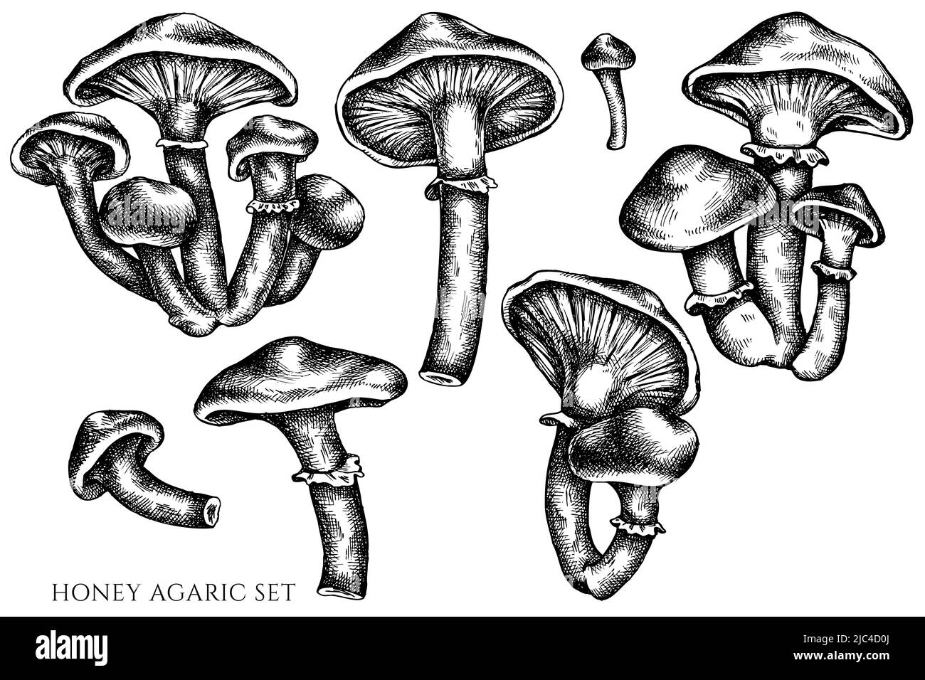 Vector set of hand drawn black and white honey agaric Stock Vector ...