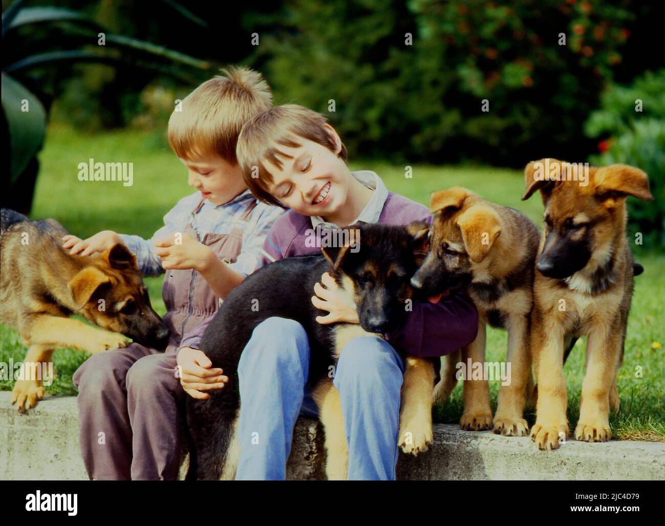 Children playing with young shepherd dogs Stock Photo - Alamy