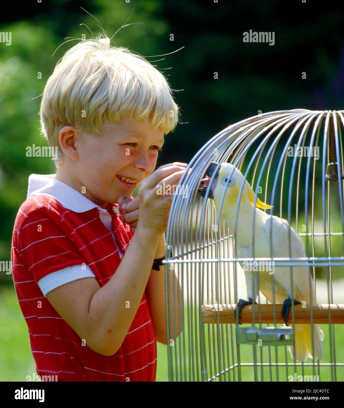 Boy playing with cockatoo in cage Photo Stock Photo - Alamy