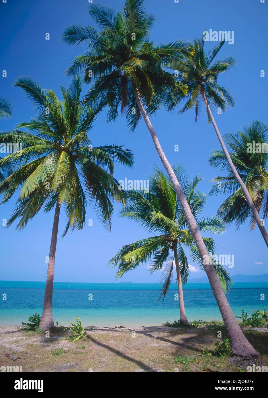 Palm beach, Maenam Beach, Ko Samui, Thailand, Palm beach, Maenam Beach ...