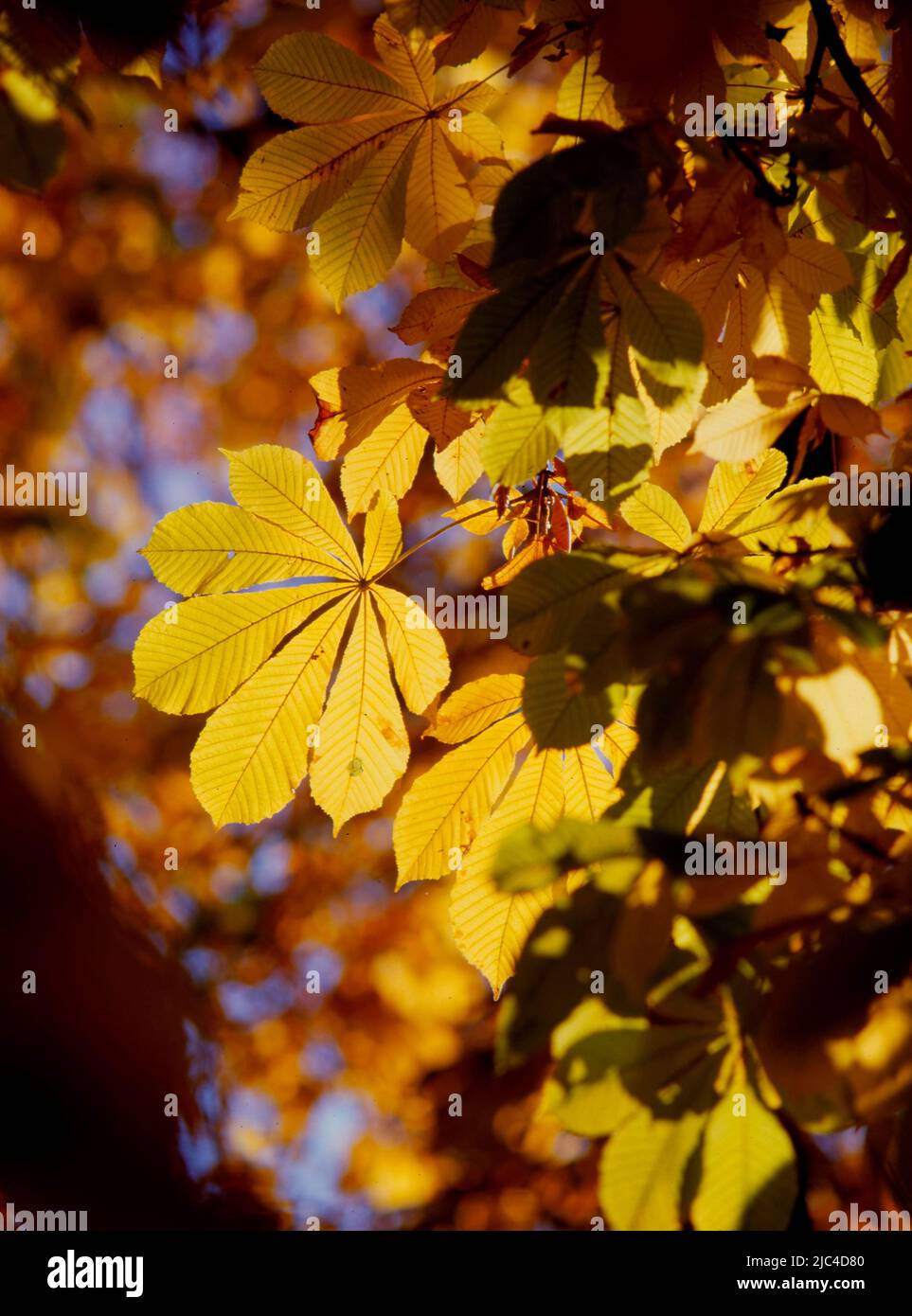 Chestnut foliage, leaves horse-chestnut (Aesculus hippocastanum ...
