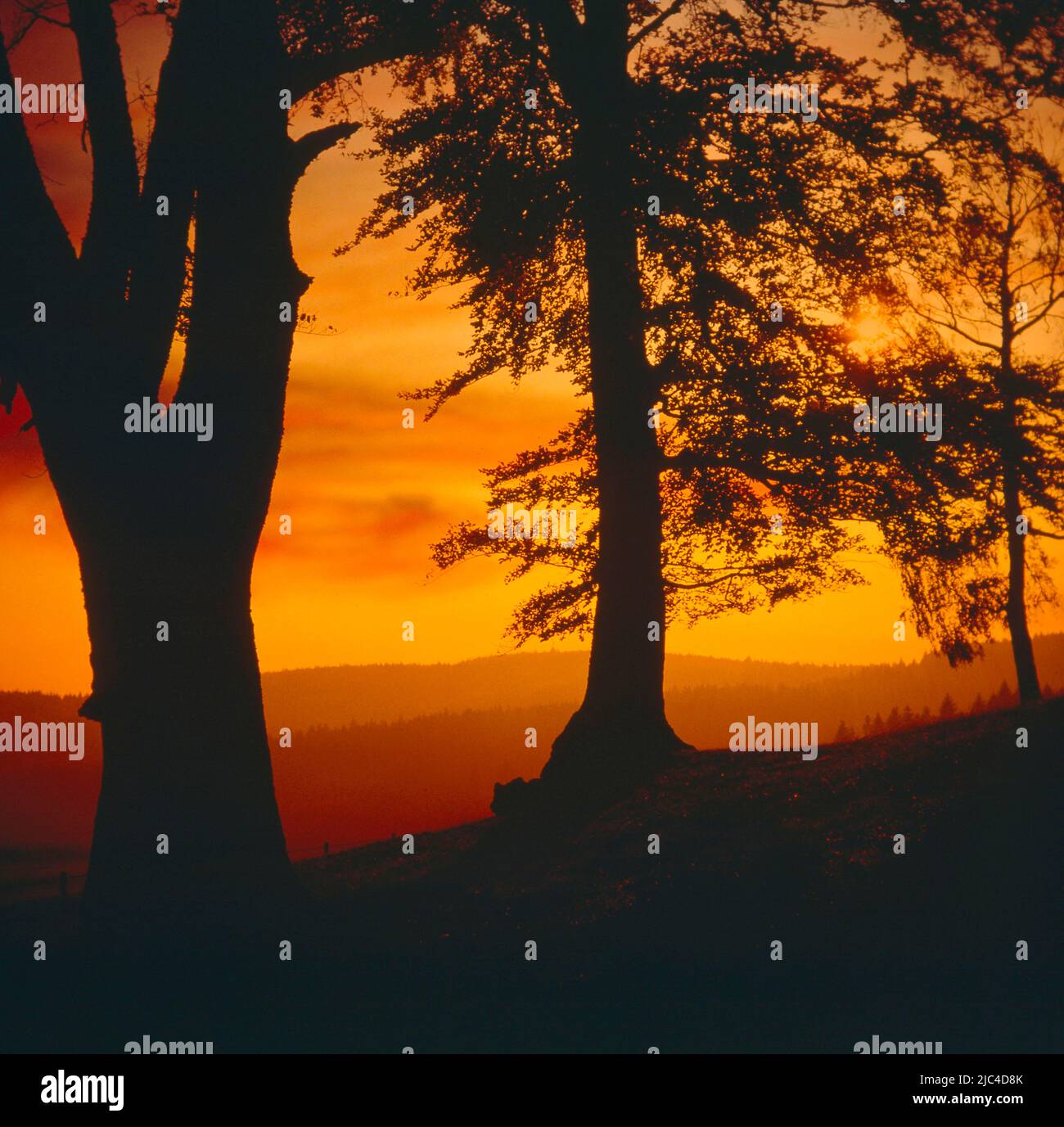 Trees in the sundown, dusk, mood, Trees in the sundown, dusk, mood ...