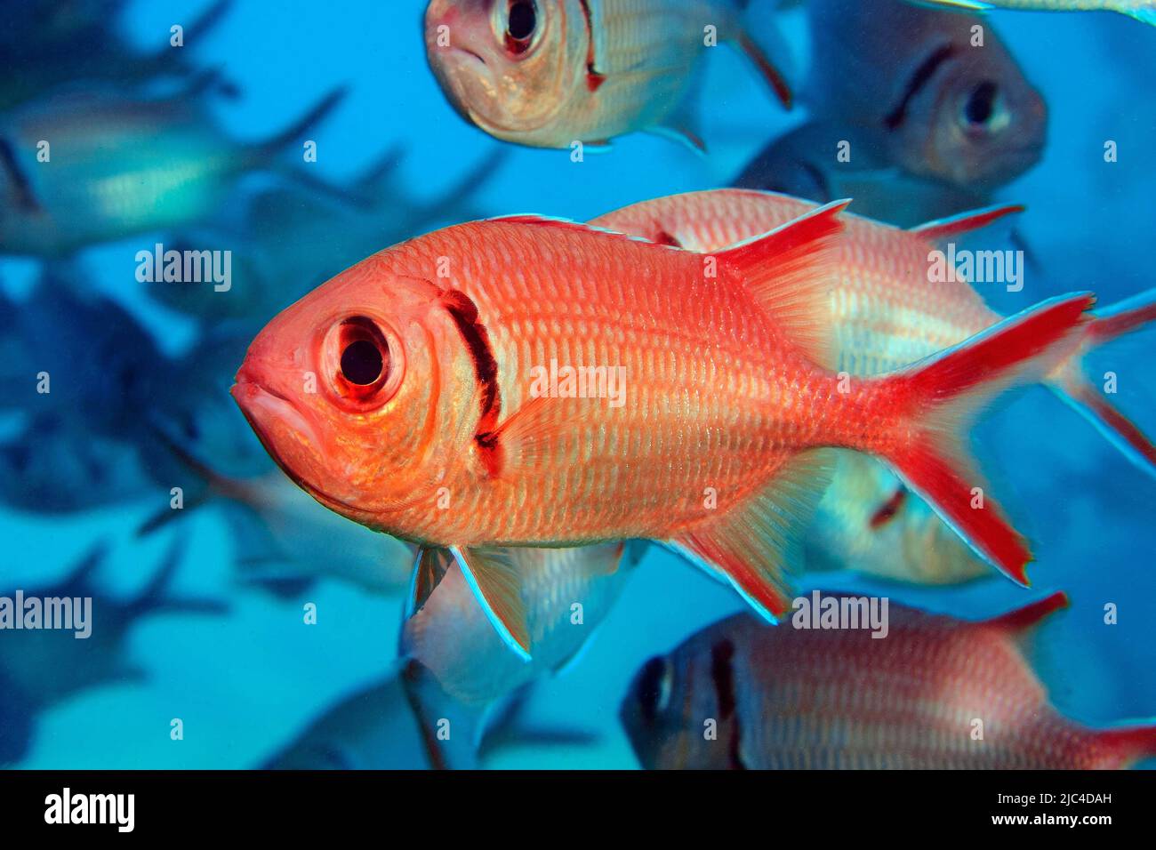 Jacobus blackbar soldierfish (Myripristis jacobus), Atlantic Ocean, Sal ...